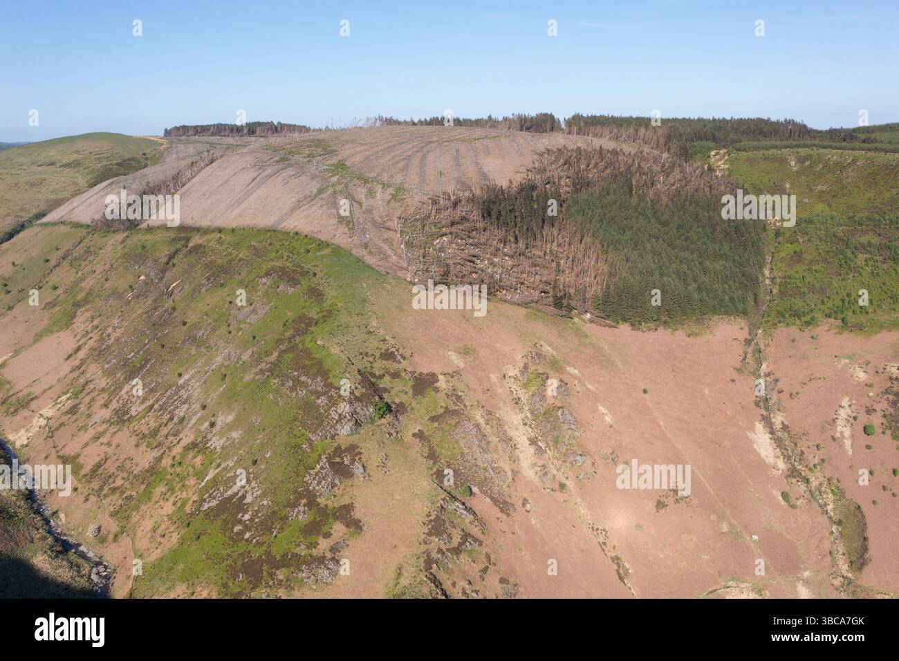 Aerial view of clearfell forestry and steep bracken covered slopes to ...