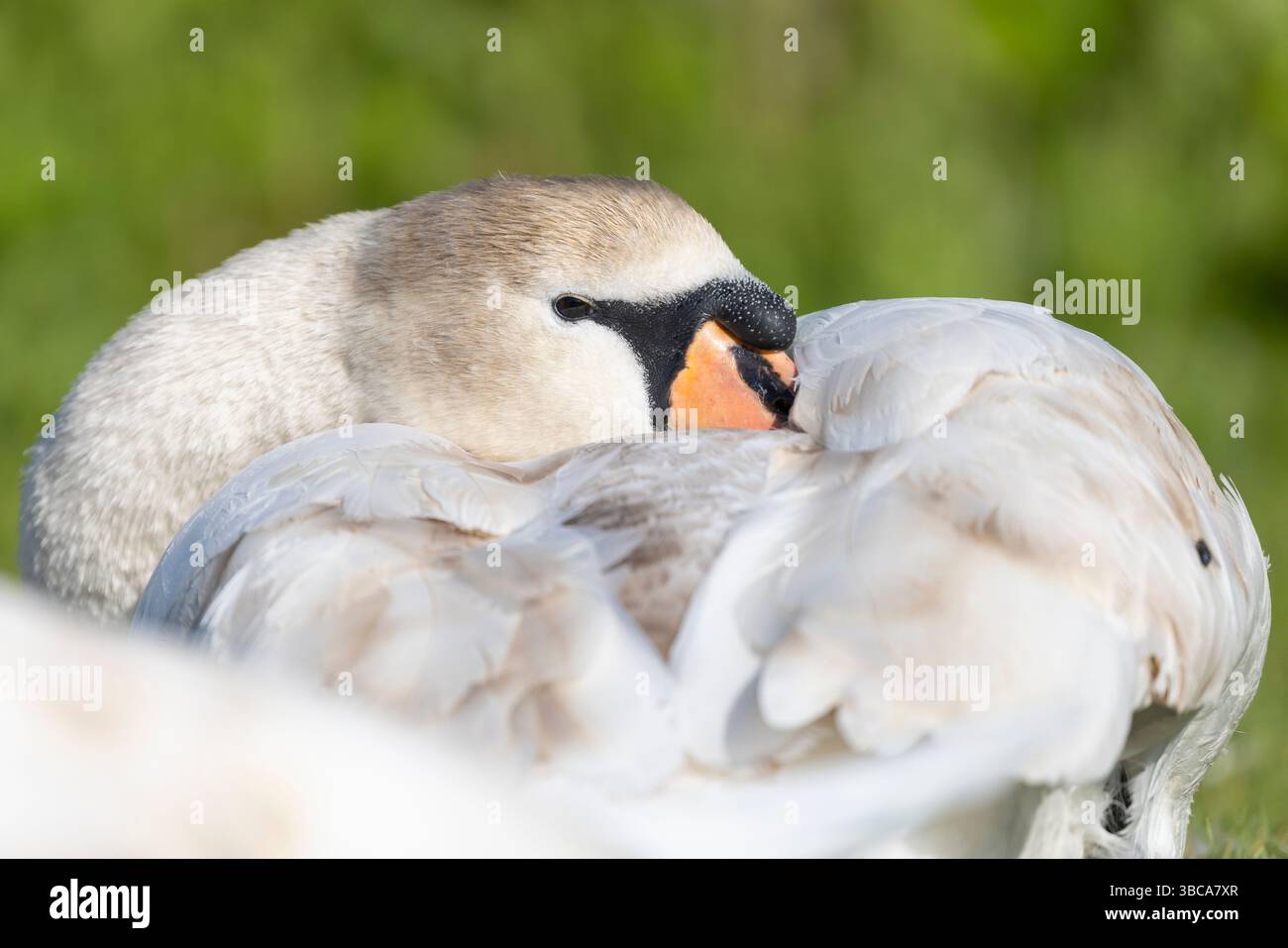 Low pov of a mute swan resting with head tucked into feathers on the ...