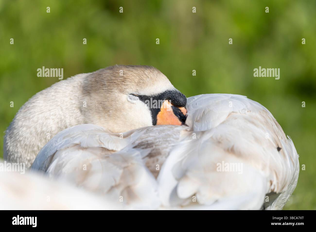Low pov of a mute swan resting with head tucked into feathers on the ground,asleep with eyes ...