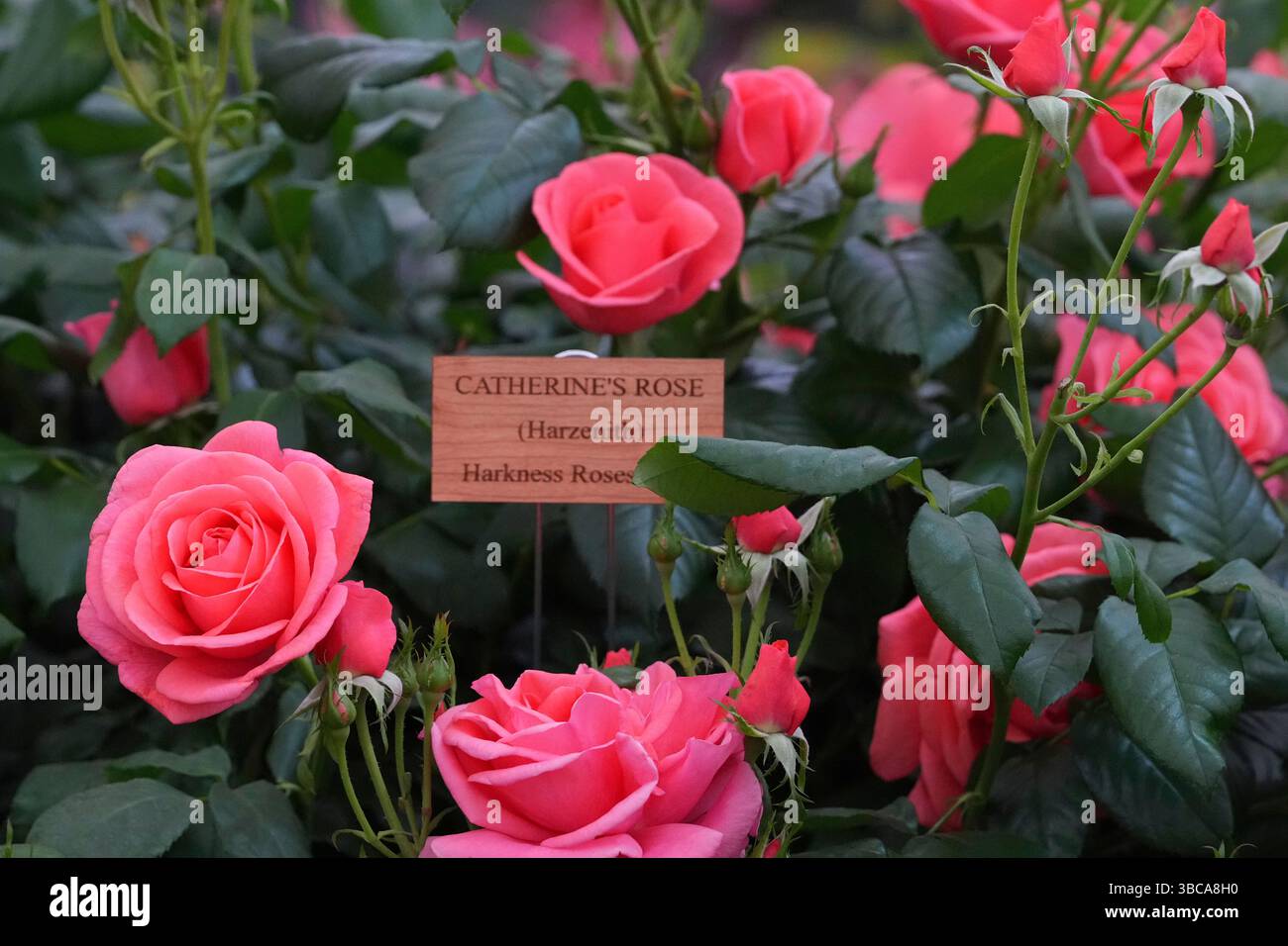 Catherine's Rose by Harkness Roses named after Britain's Princess of Wales on display at the RHS ...