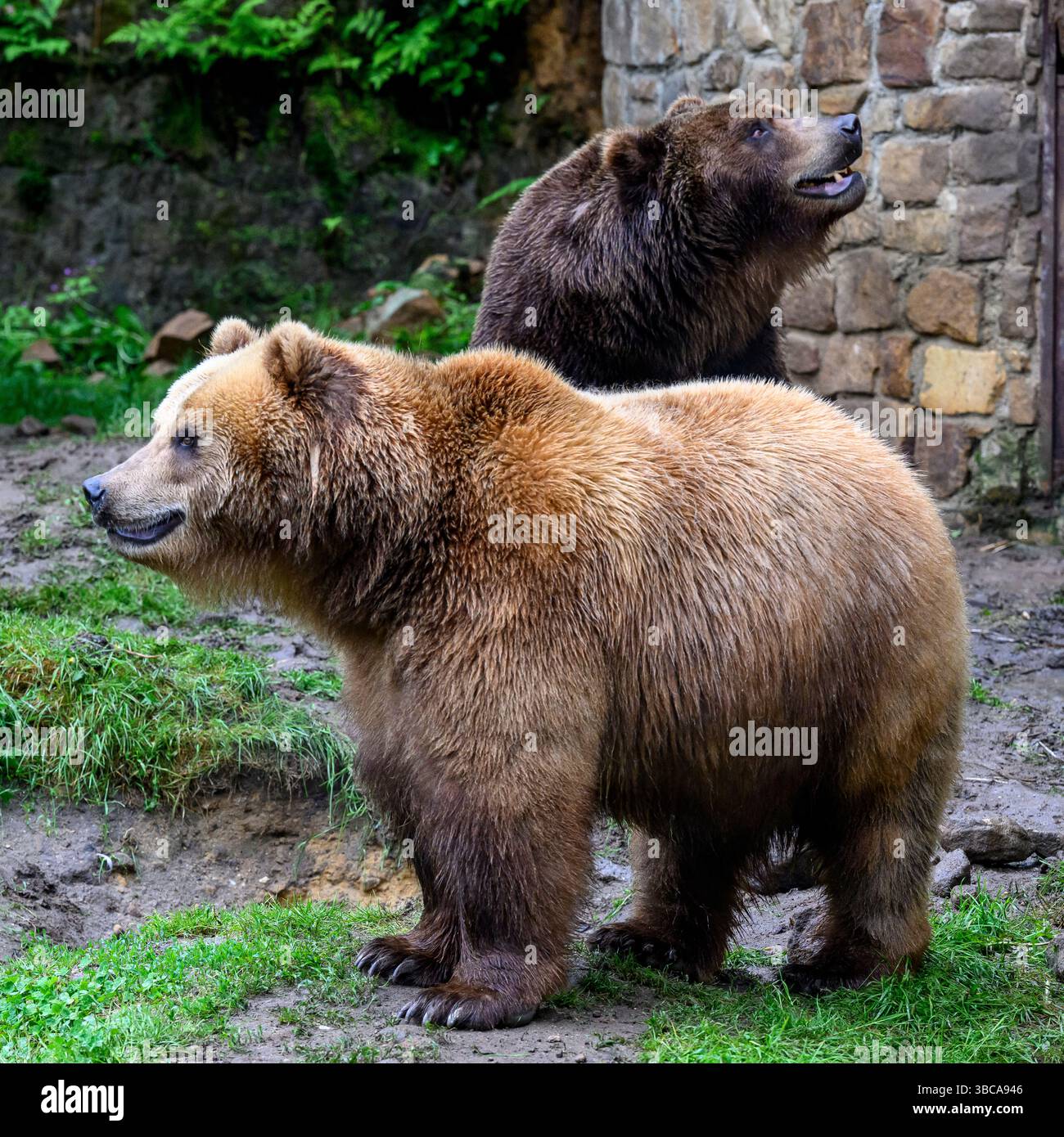 Decin, Czech Republic. 19th May, 2025. Kamchatka brown bears (Ursus ...