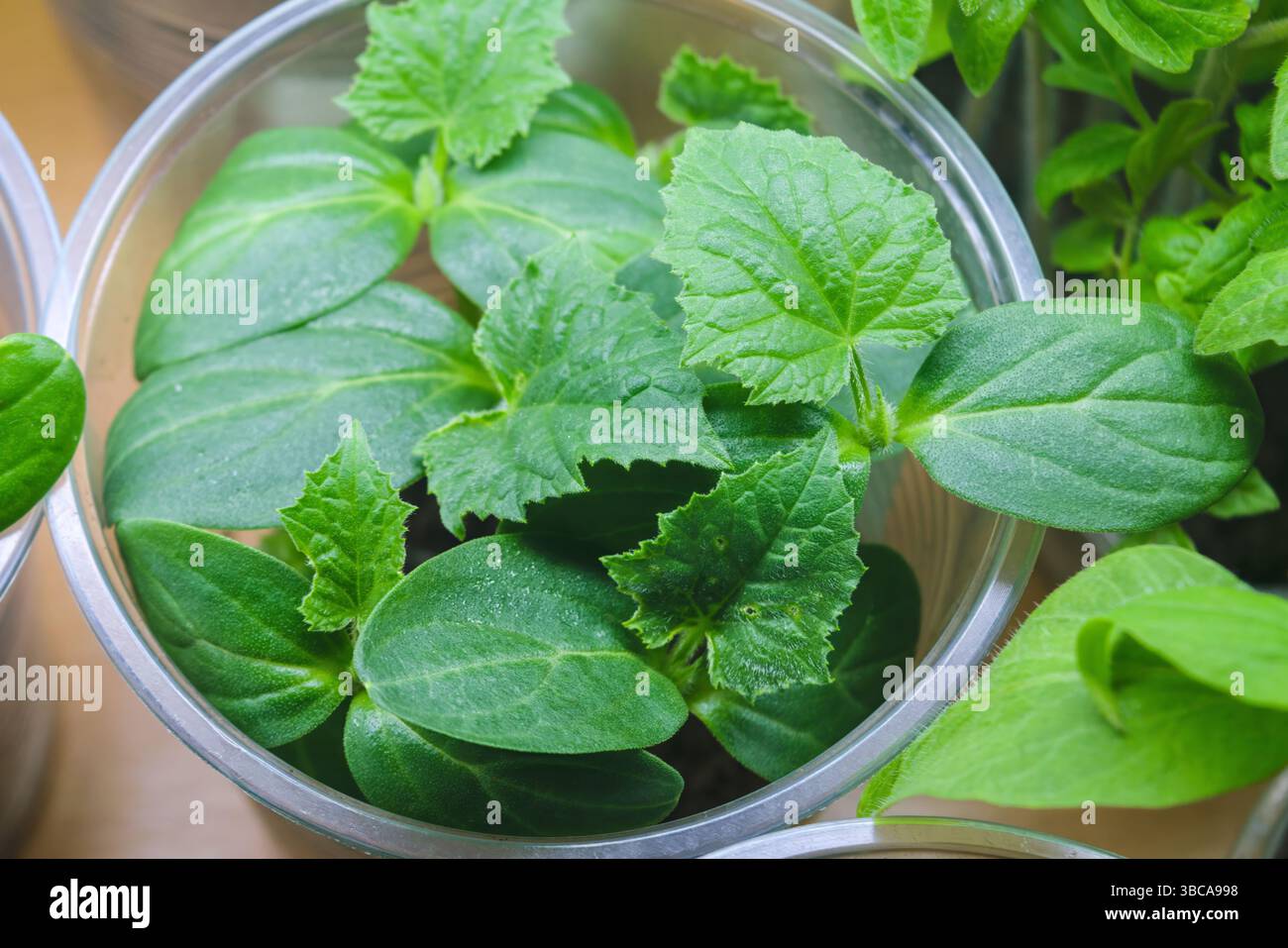 Cucumber shoots. Green leaves. Black soil. Vegetable plants ...