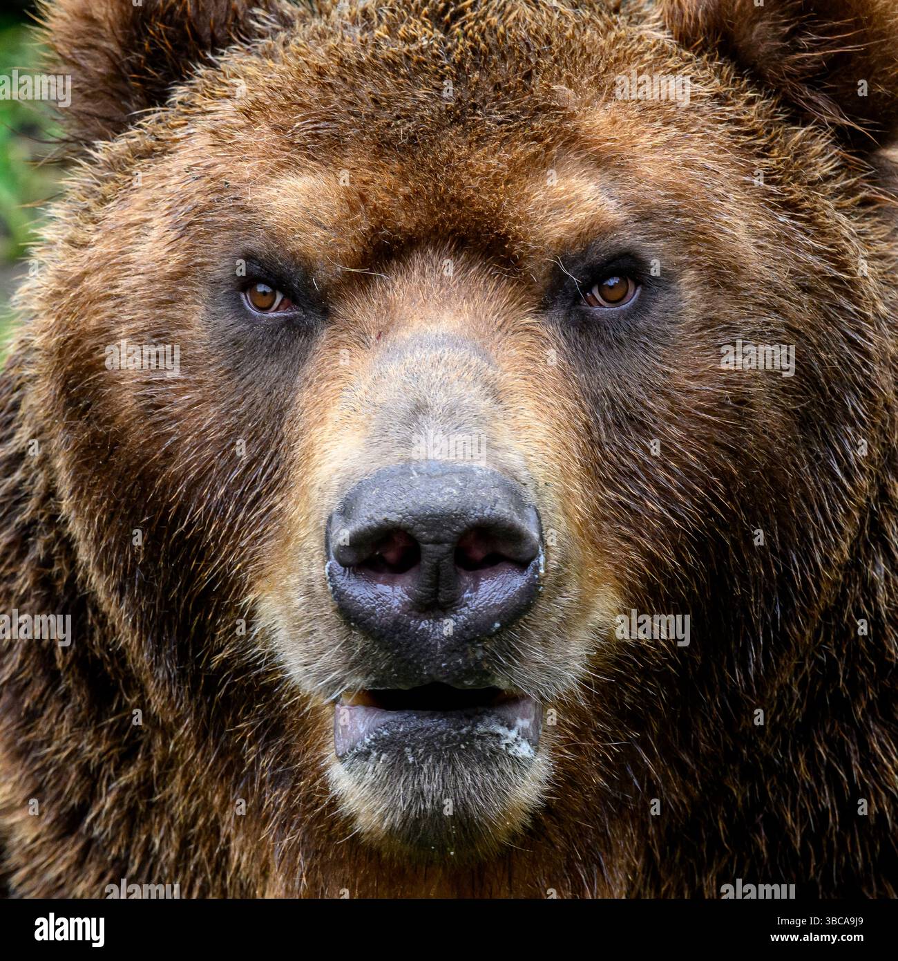 Decin, Czech Republic. 19th May, 2025. Kamchatka brown bears (Ursus arctos beringianus) pictured ...
