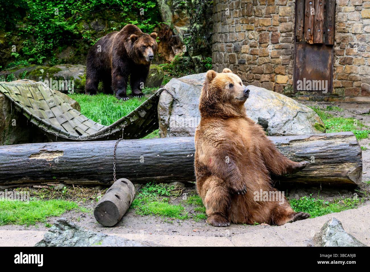 Decin, Czech Republic. 19th May, 2025. Kamchatka brown bears (Ursus ...