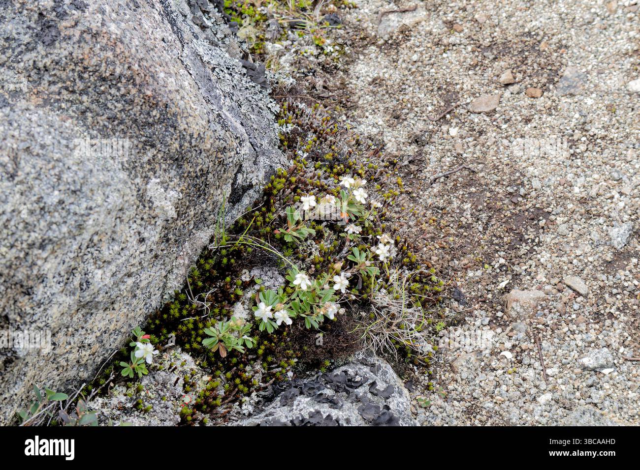 Red Bay fishing village in Labrador Stock Photo - Alamy