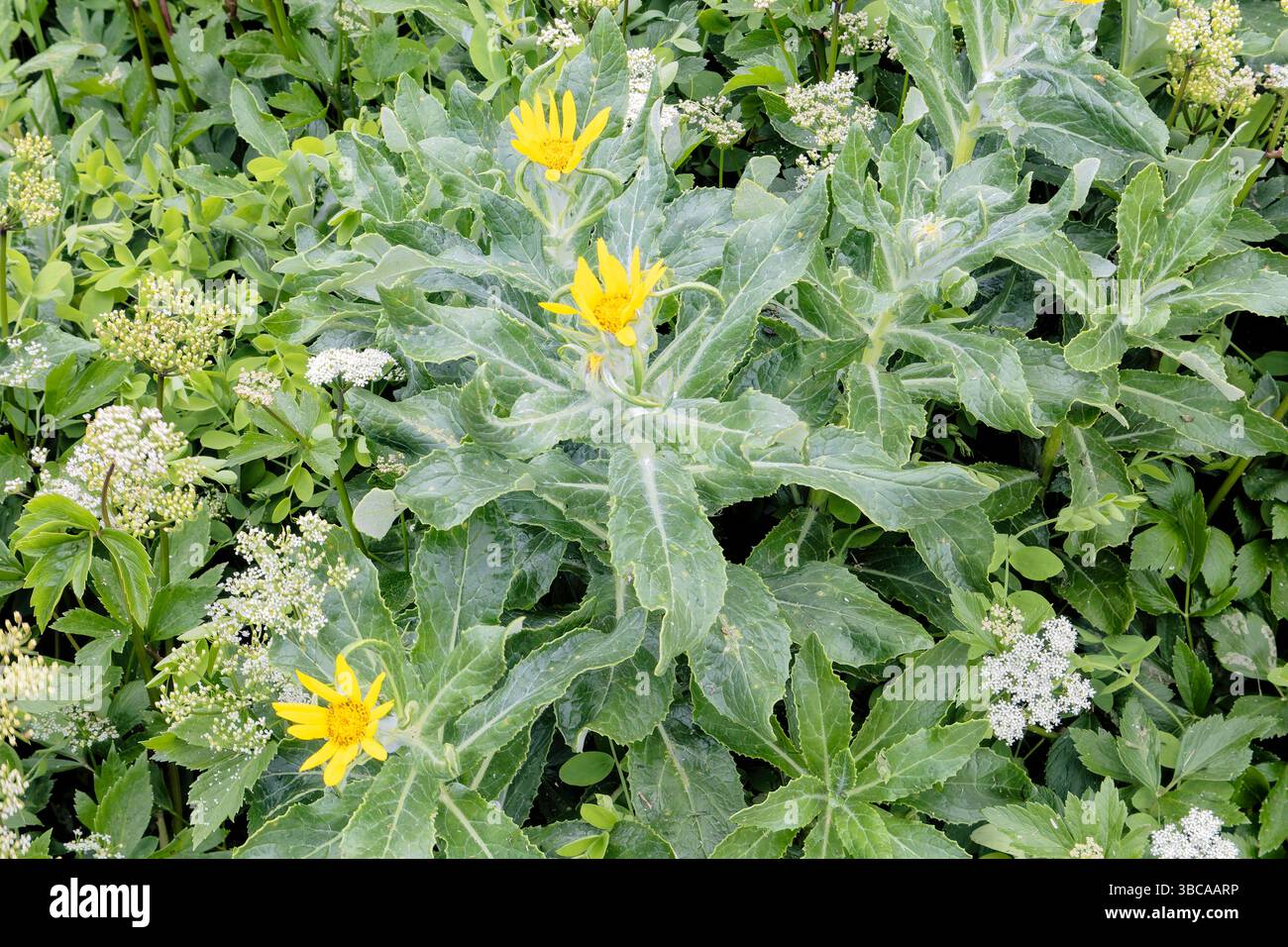Red Bay fishing village in Labrador Stock Photo - Alamy