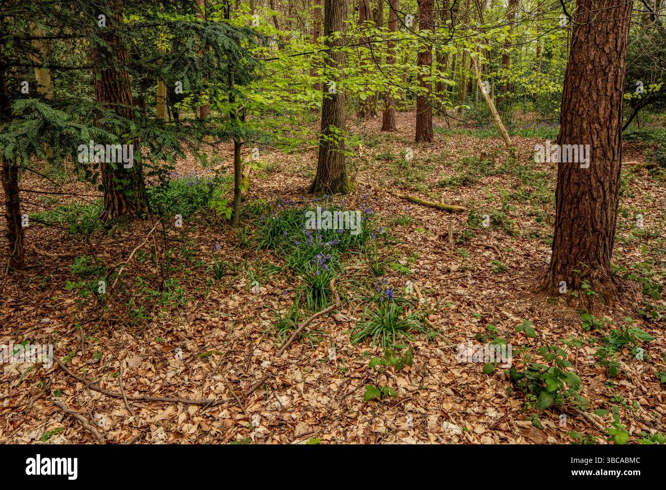 Intimate spring woodland tableau with bluebells and new green leaves ...