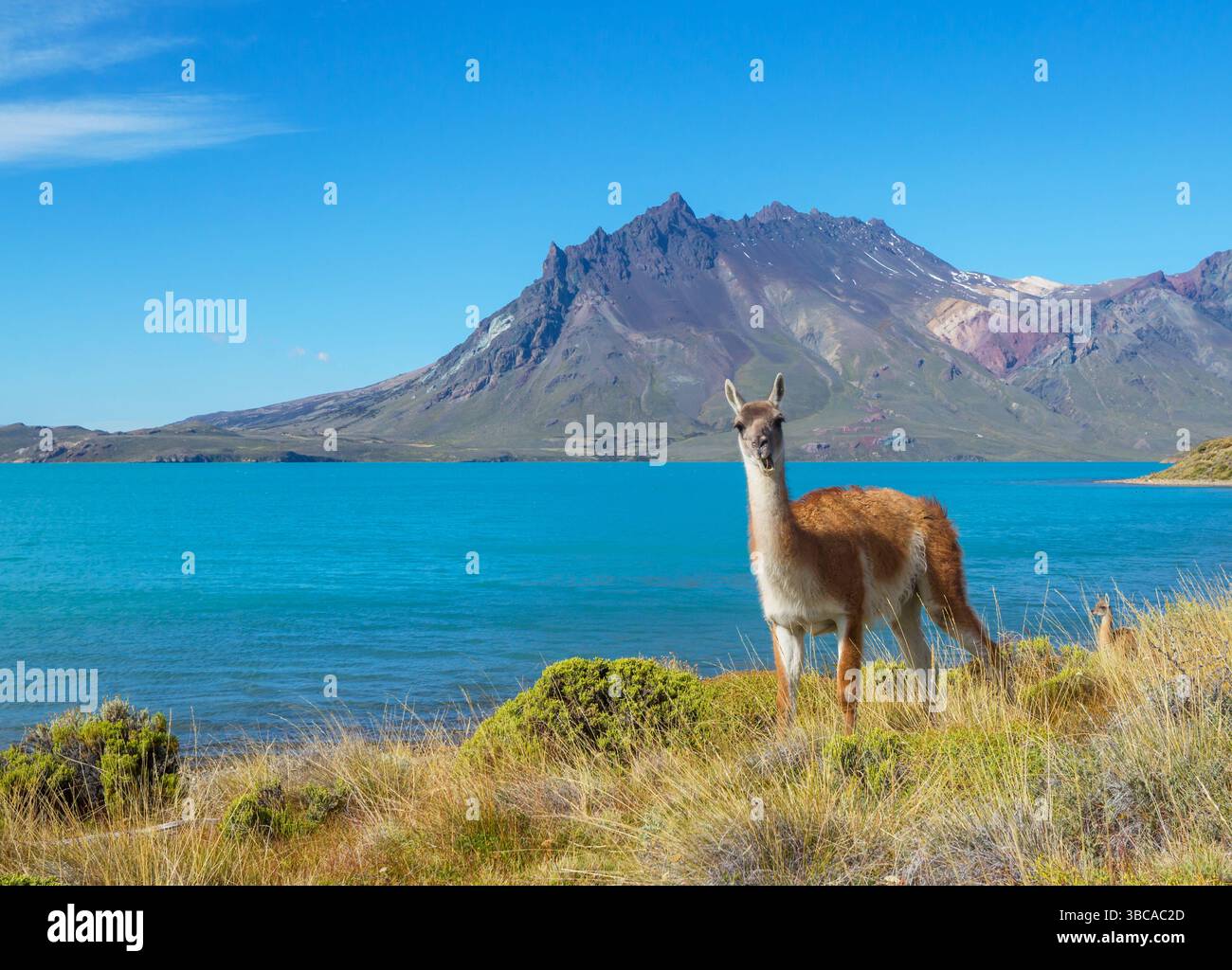 Wild vicunas hi-res stock photography and images - Alamy