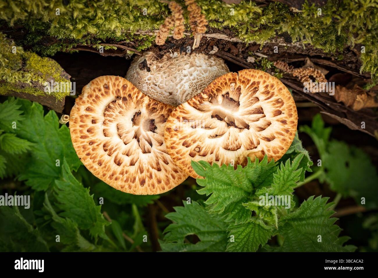 Natural close up Fungi plant portrait of Dryads Saddle, Polyporus ...