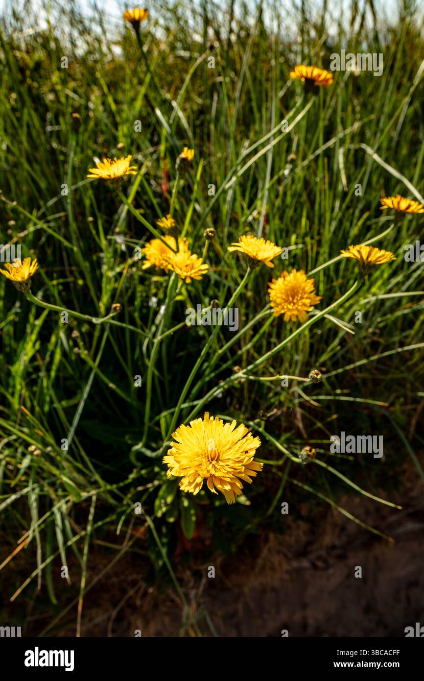 A sunny day along the easy walking trail in the Pembrey Country Park ...