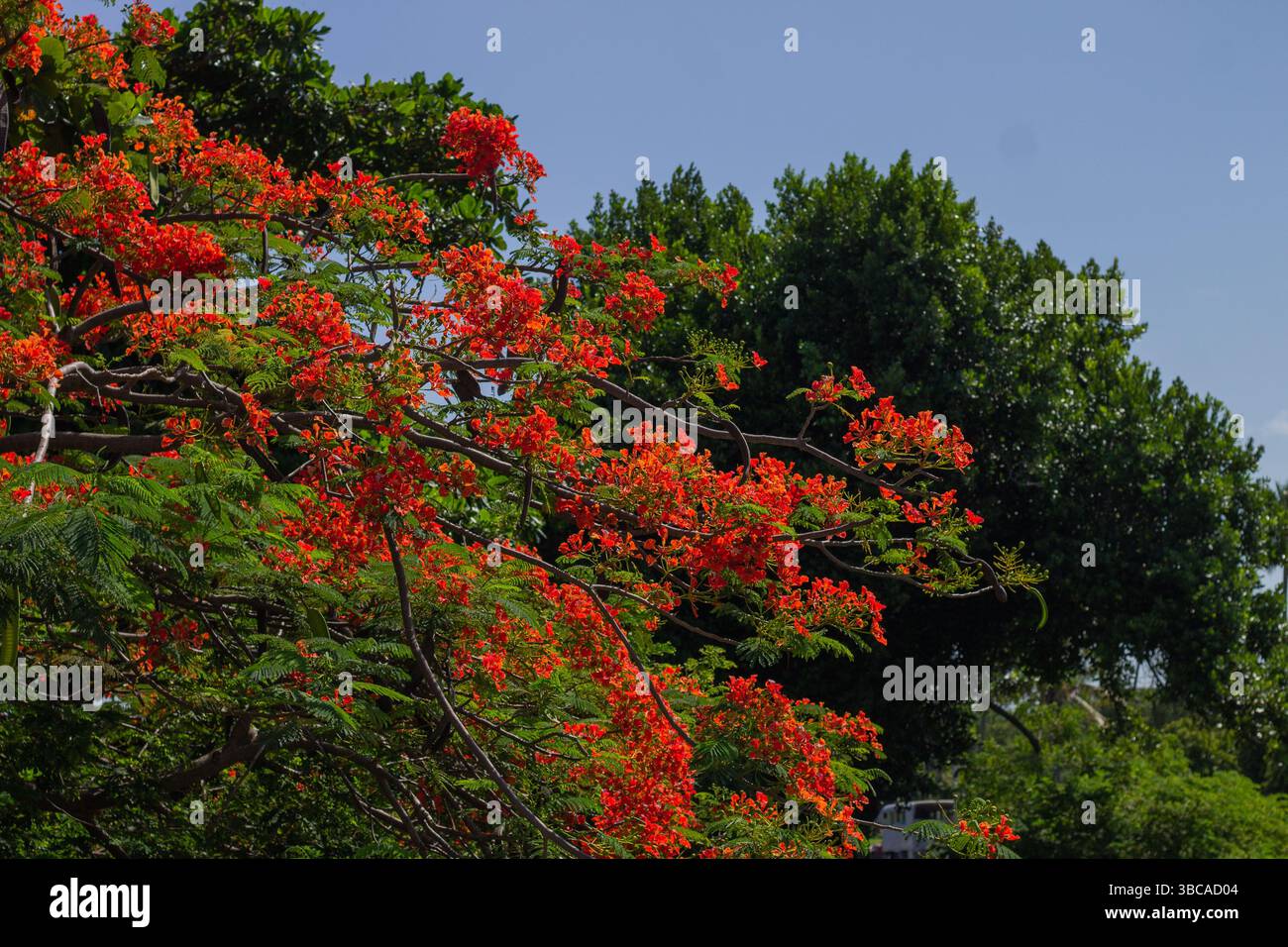 Vibrant Red Flowers of a Royal Poinciana Tree Against a Clear Blue Sky ...