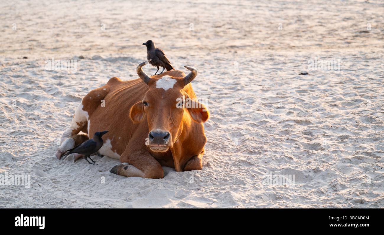 Sacred cow with a black crow lying on the Colva beach in Goa, South ...