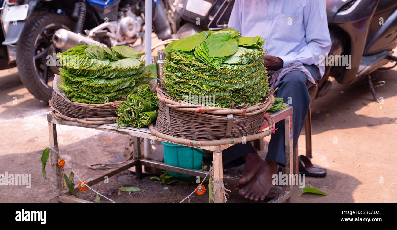 Betel leaf for sale at a market stall in India, Piper betle used for ...