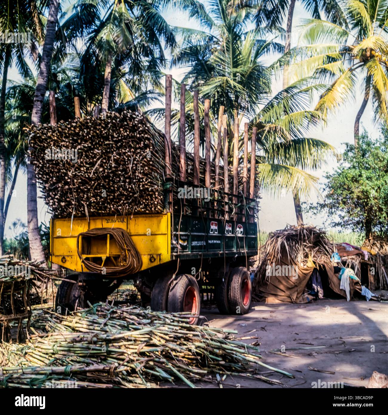 Piles of sugar cane crop hi-res stock photography and images - Alamy