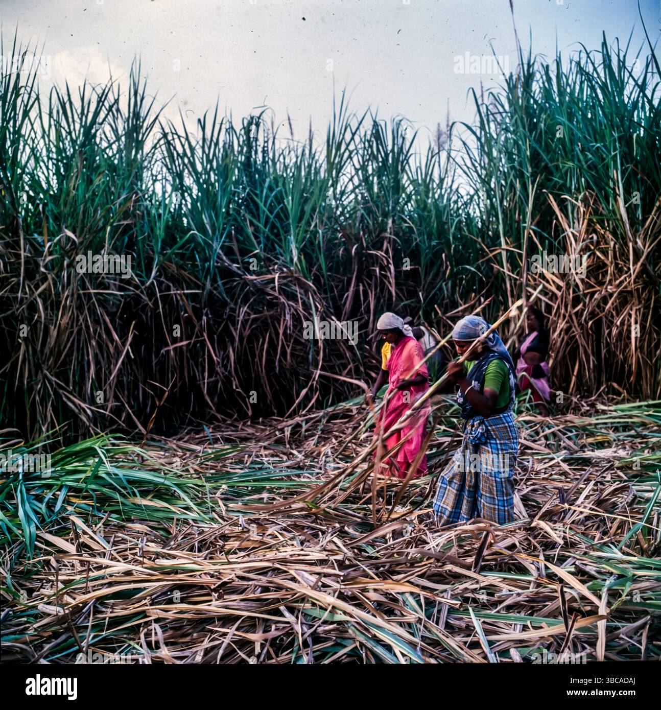 Stout perennial grass hi-res stock photography and images - Alamy