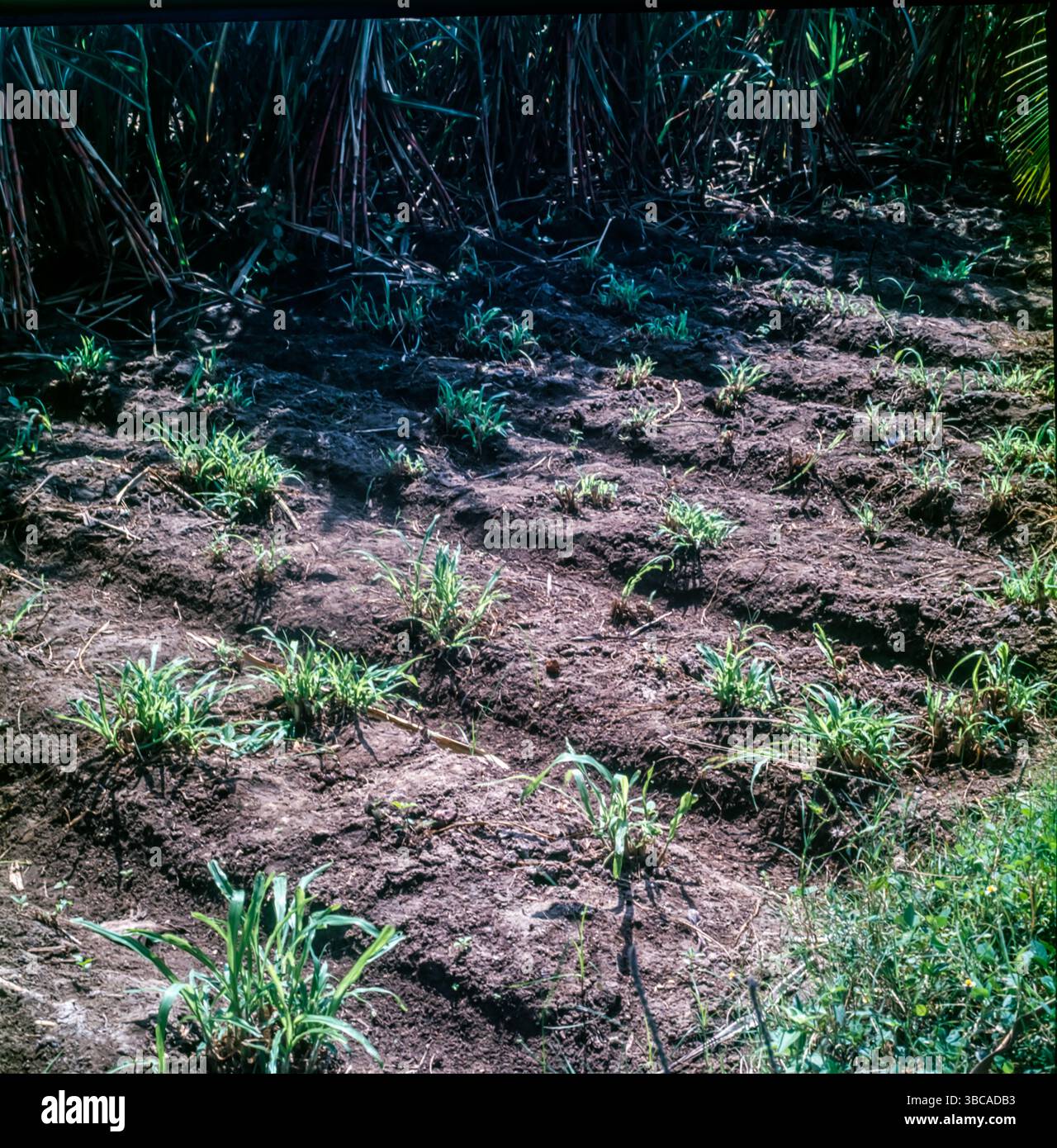 Jointed stout fibrous stalks hi-res stock photography and images - Alamy