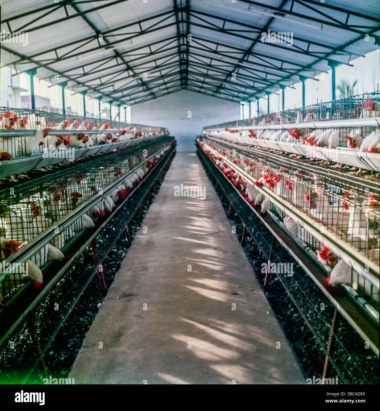Poultry Farm at Nammakal, Tamil Nadu:- Poultry farming is beneficial ...