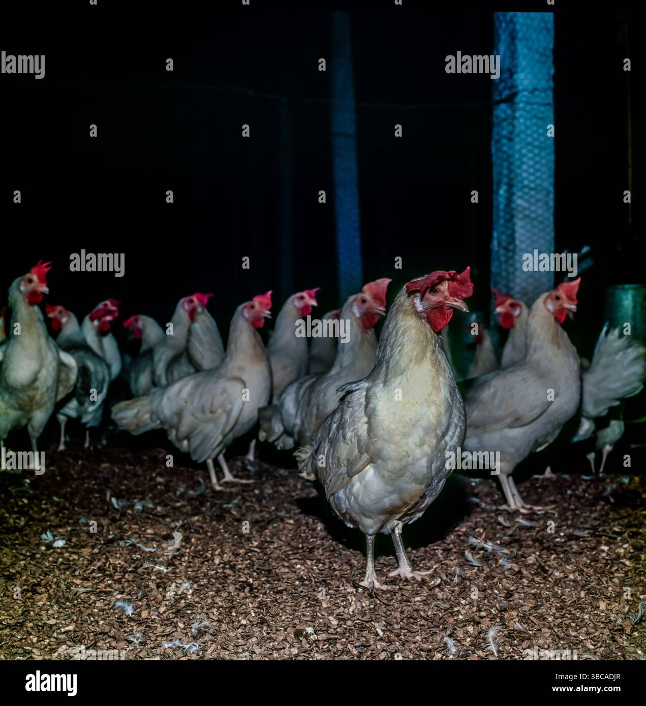 Chicken feeding in their trays hi-res stock photography and images - Alamy