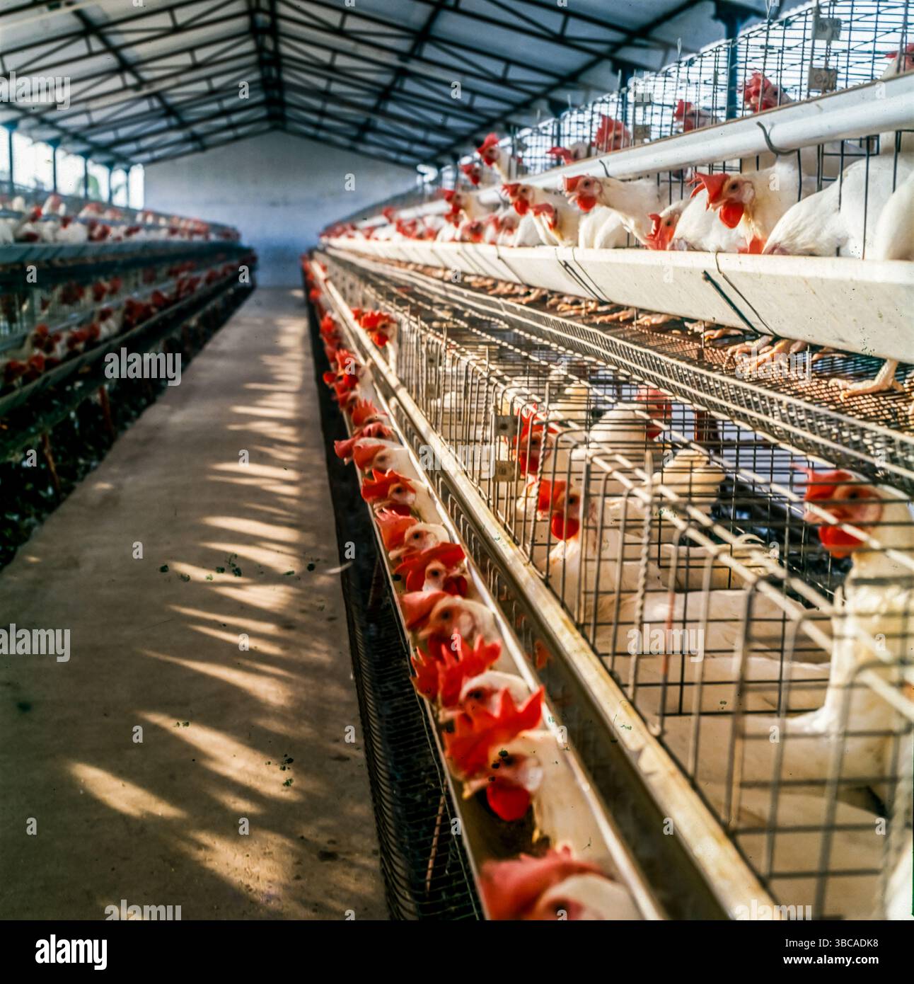 Poultry Farm at Nammakal, Tamil Nadu:- Poultry farming is beneficial ...