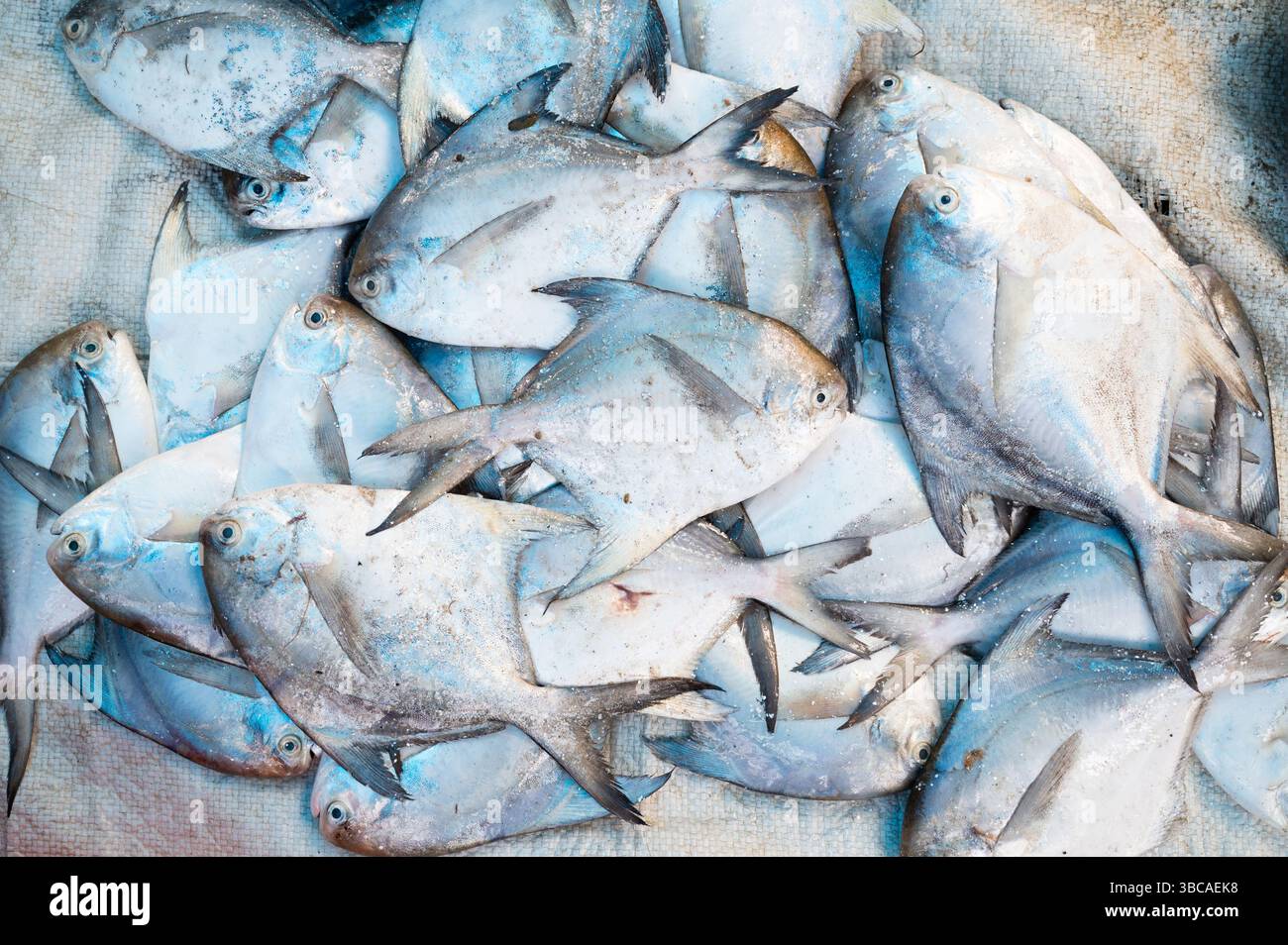 Pomfret fish, market stall with freshly caught seafood in Kochi, India ...