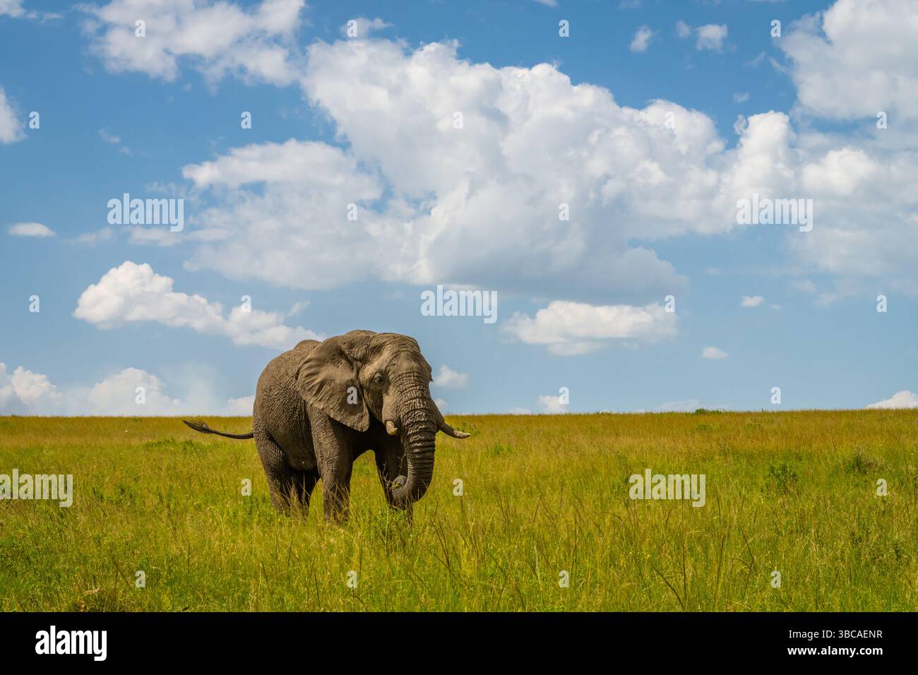 Single elephant on savanna walking in the grass under the cloudy sky ...