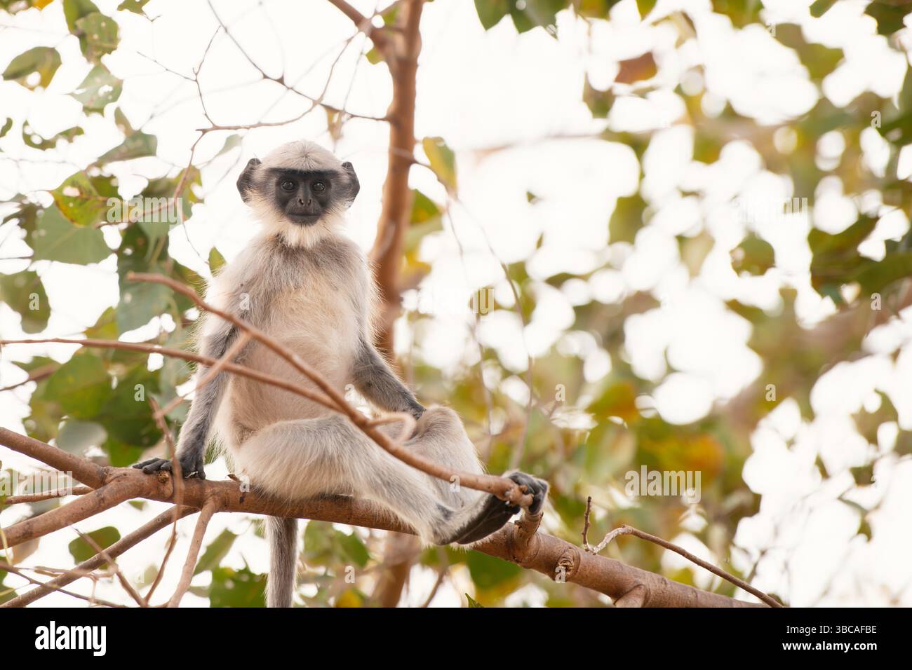 Northern plains gray langur ape, Semnopithecus entellus monkey sitting ...