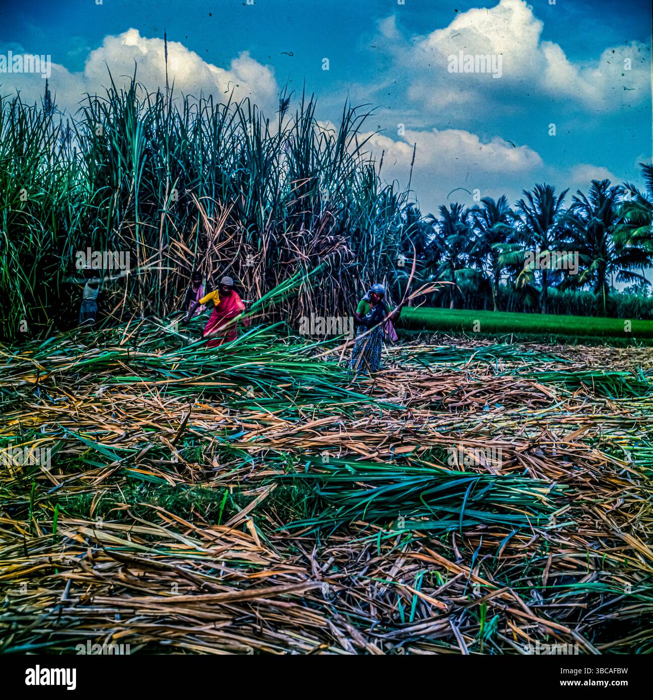 Tall stout grass hi-res stock photography and images - Alamy