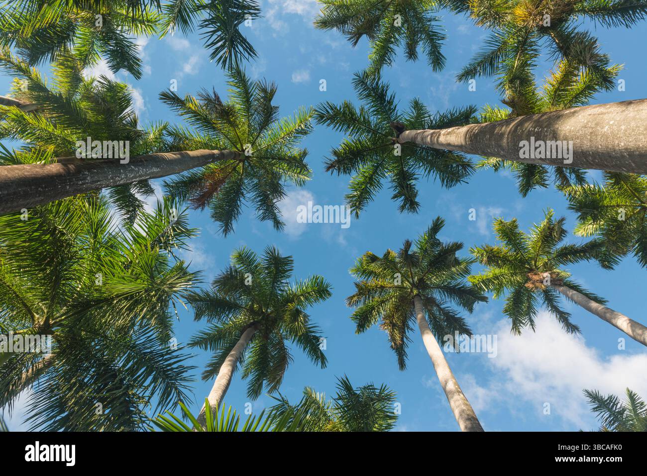 Bird's eye view of tall palm trees in the garden of the San Francisco ...