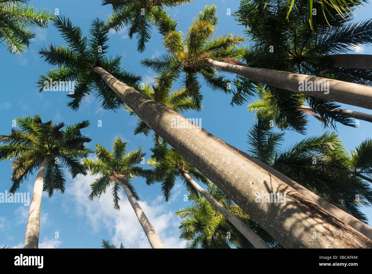 Bird's eye view of tall palm trees in the garden of the San Francisco ...