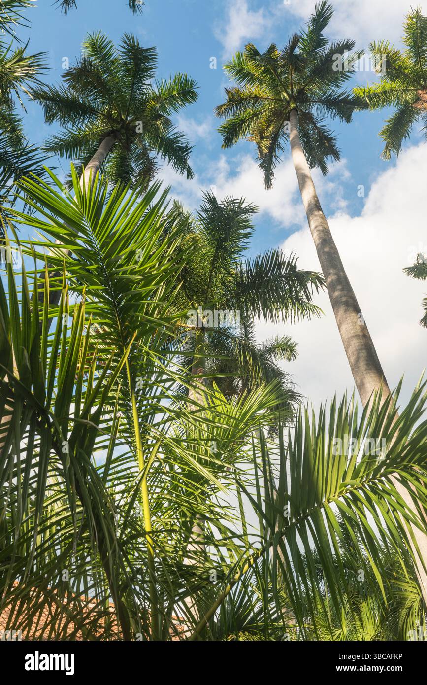 Bird's eye view of tall palm trees in the garden of the San Francisco ...