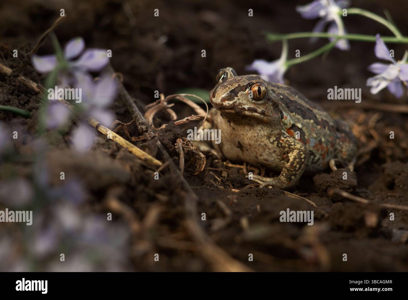 Spadefoot toad in natural habitat, ground-level close-up, daytime Stock ...