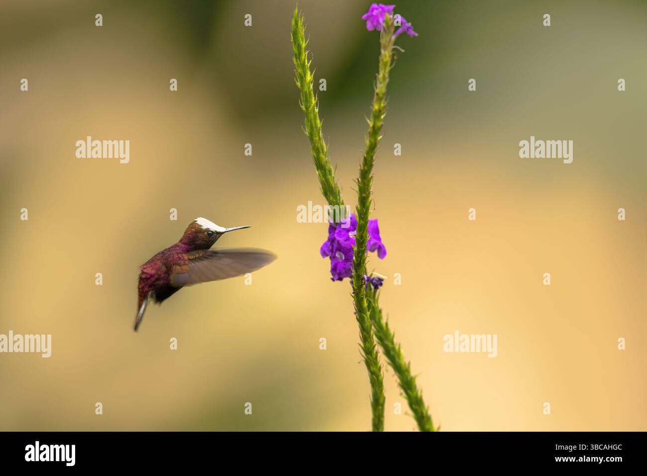 Snowcap, flying next to violet flower, bird from mountain tropical ...