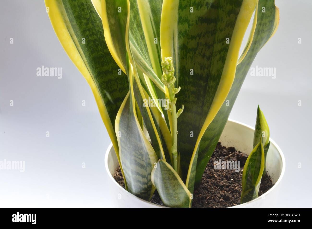 Dracaena trifasciata - aka snake plant, Saint George's sword, mother-in ...