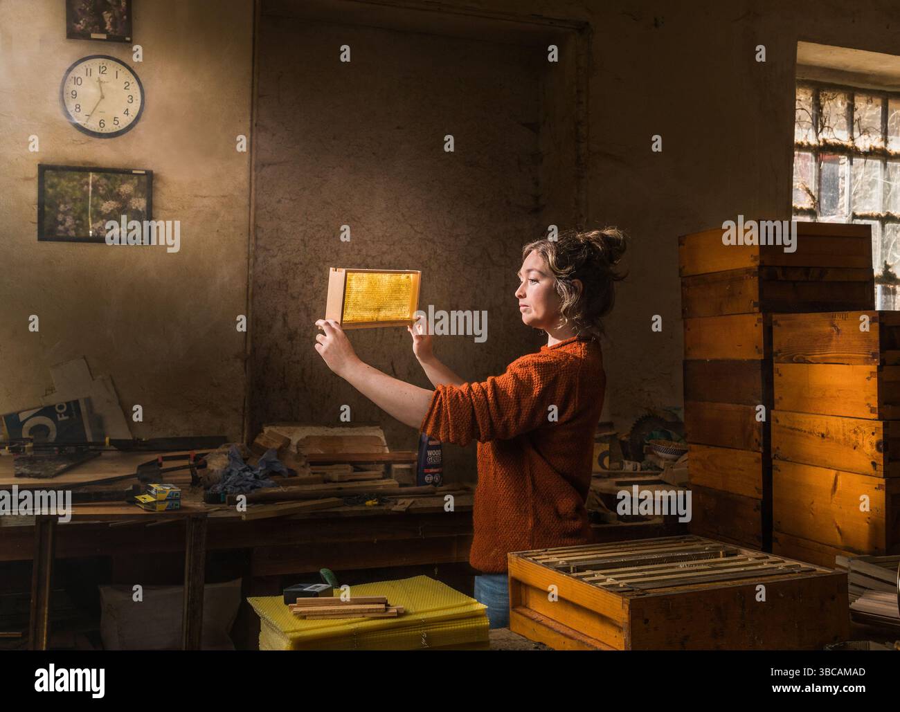 Bees of the world hi-res stock photography and images - Alamy