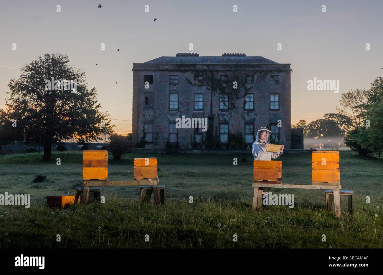 Carrigaline, Cork, Ireland. 19th May, 2025. On the eve of World Bee Day ...