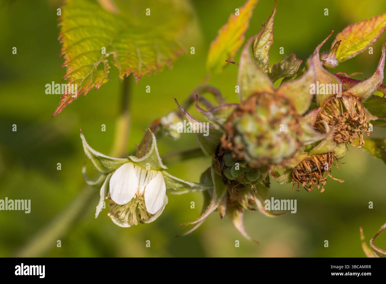 Rubus idaeus raspberries on plant hi-res stock photography and images ...
