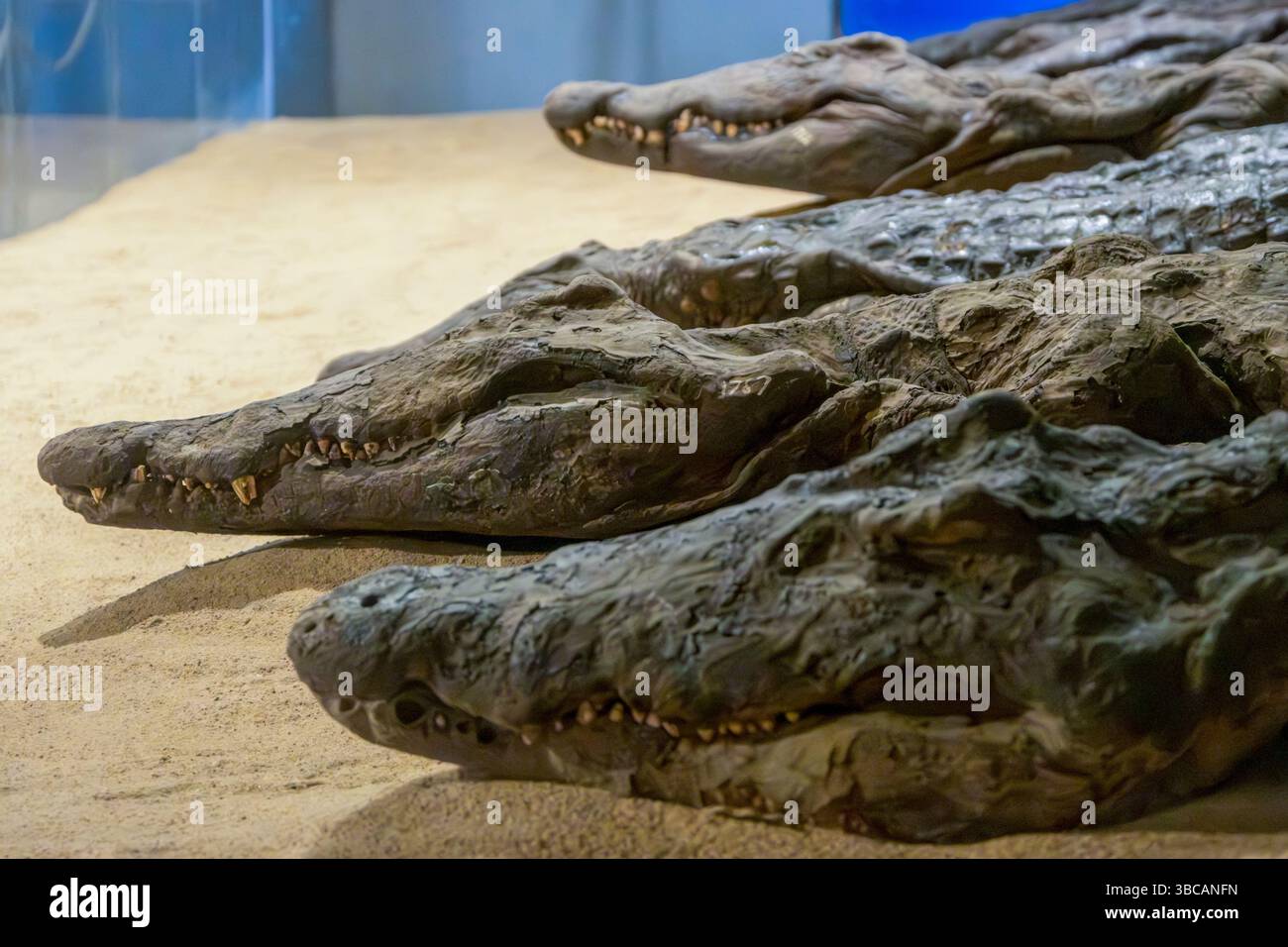 Crocodile Museum at Kom Ombo Temple, on the Nile, Egypt Stock Photo - Alamy