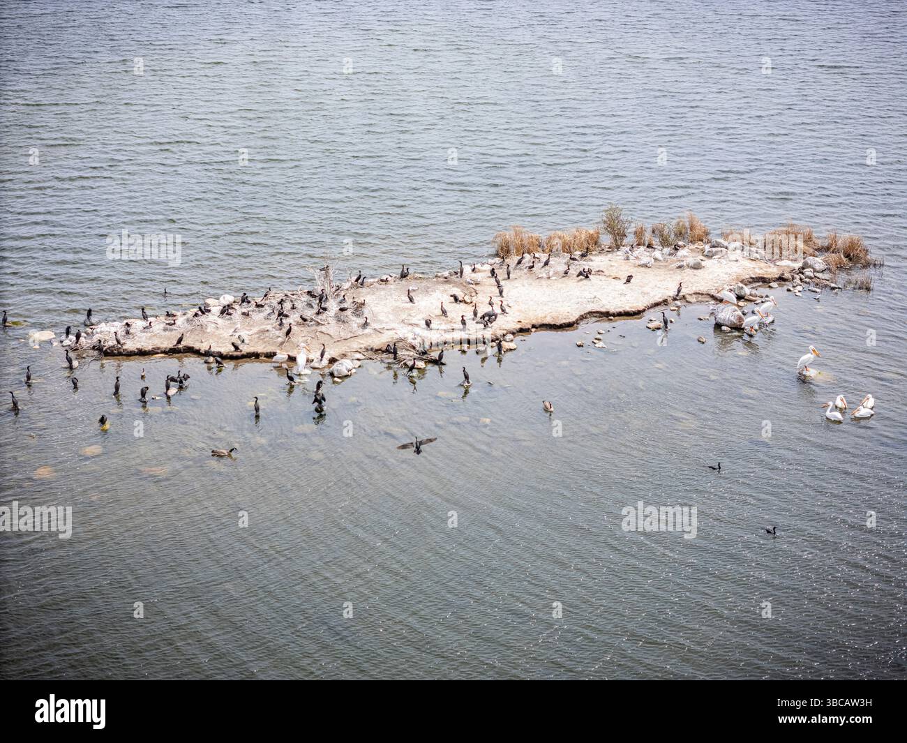 Large group of birds are gathered on a small island in the middle of a ...