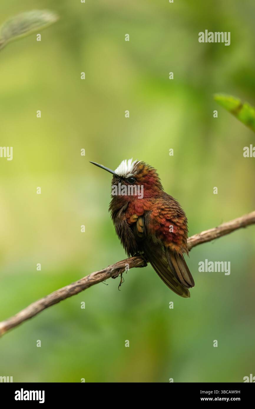 Snowcap, sitting on branch, bird from mountain tropical forest, Costa ...
