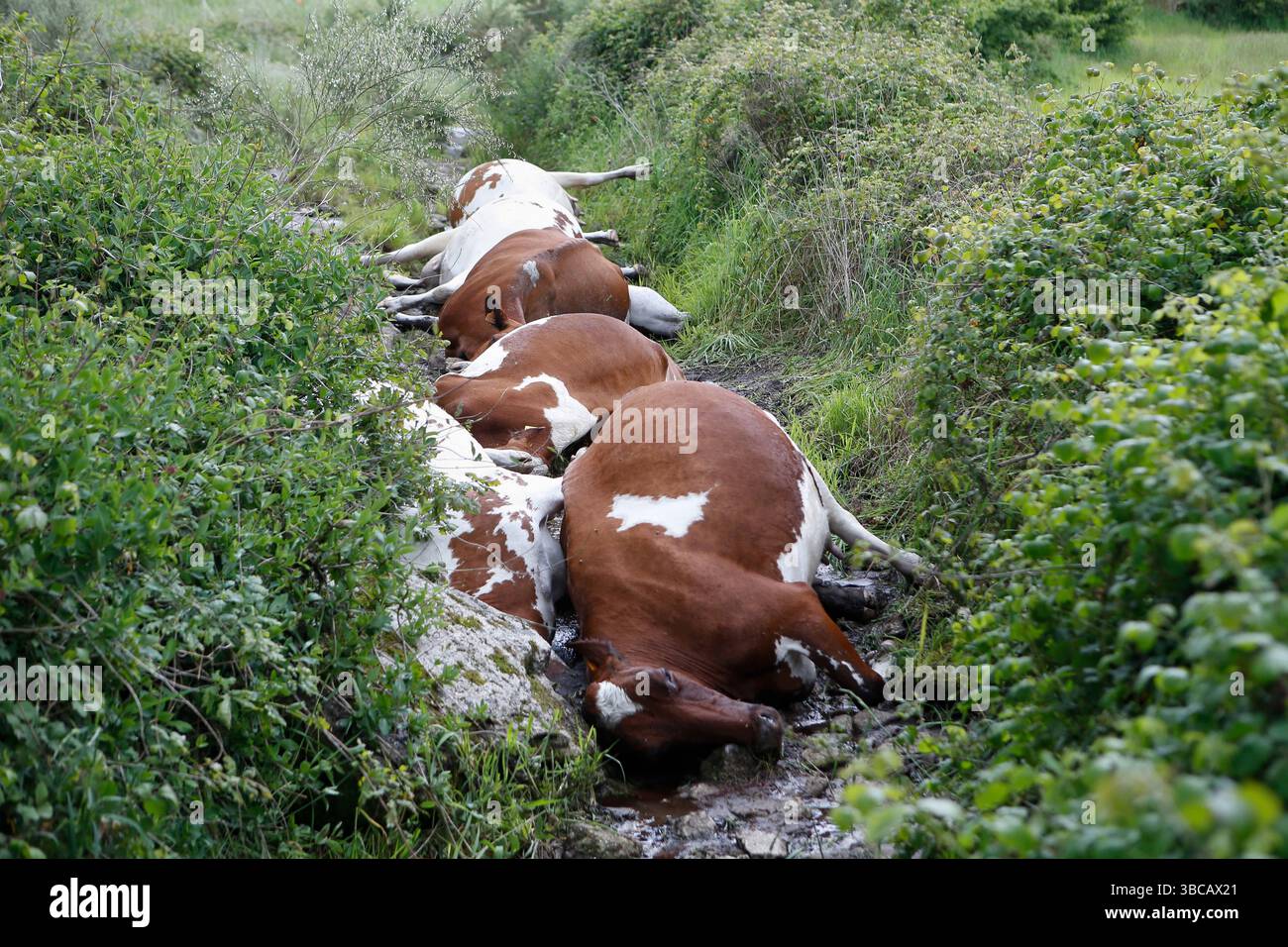 27 cows were killed by lightning on a cattle farm in Rodeiro, on May 19 ...