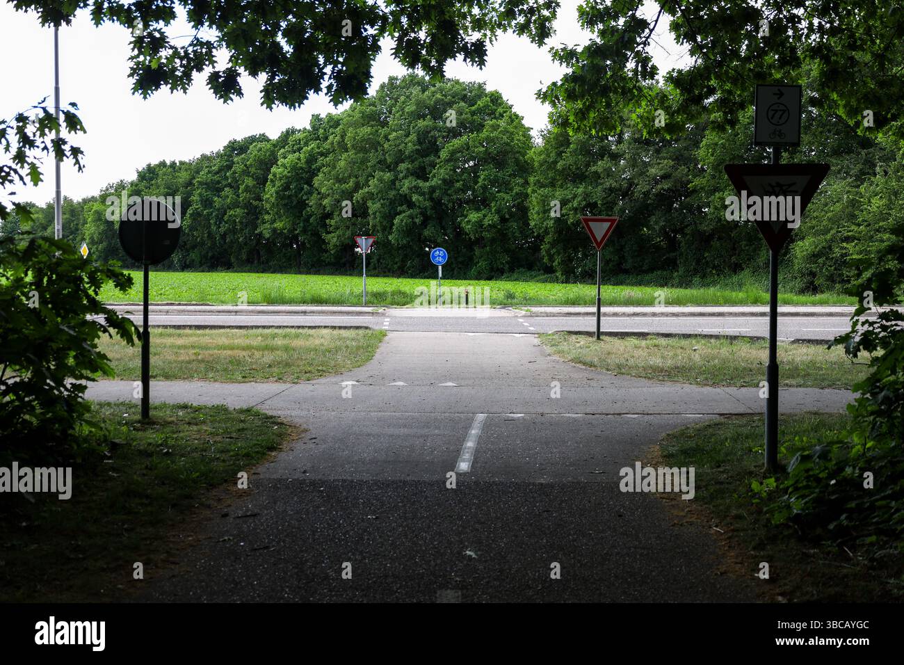 Straight forest path lined hi-res stock photography and images - Alamy