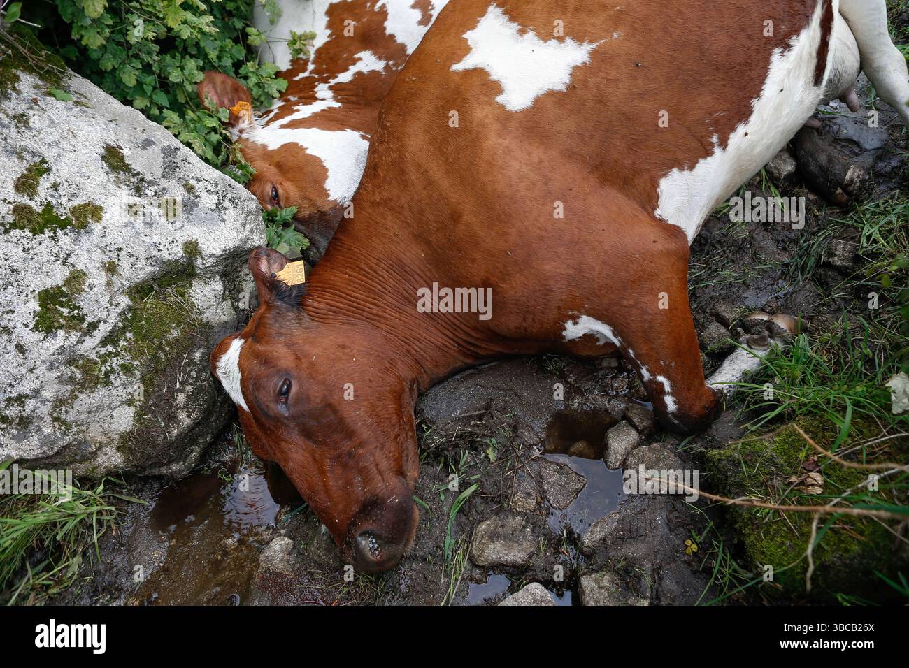 27 cows were killed by lightning on a cattle farm in Rodeiro, on May 19 ...