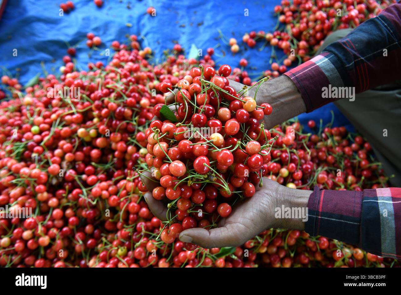 May 19, 2025, Srinagar, Jammu and Kashmir, India: A farmer shows ...