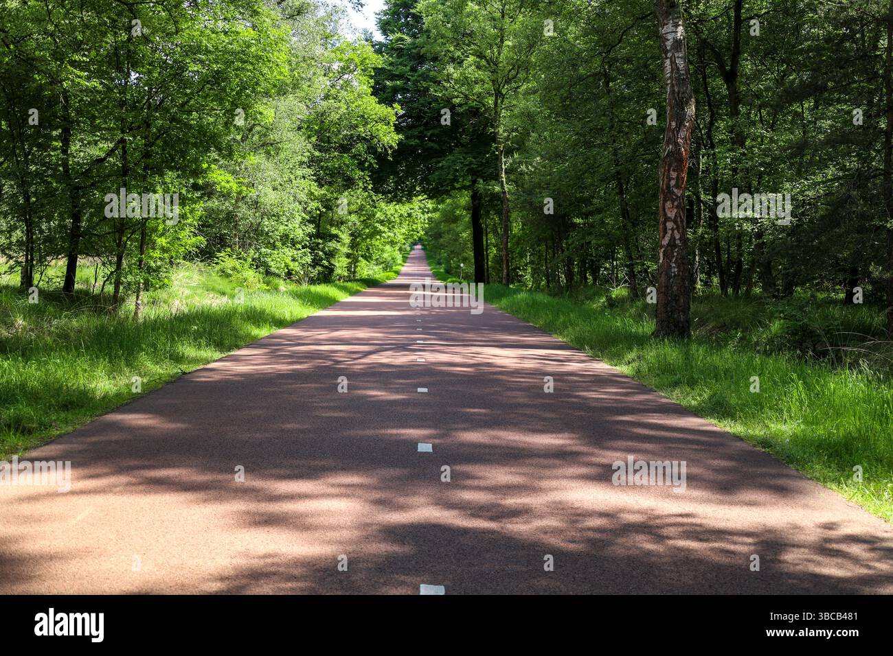 Asphalt path in forest biking hi-res stock photography and images - Alamy