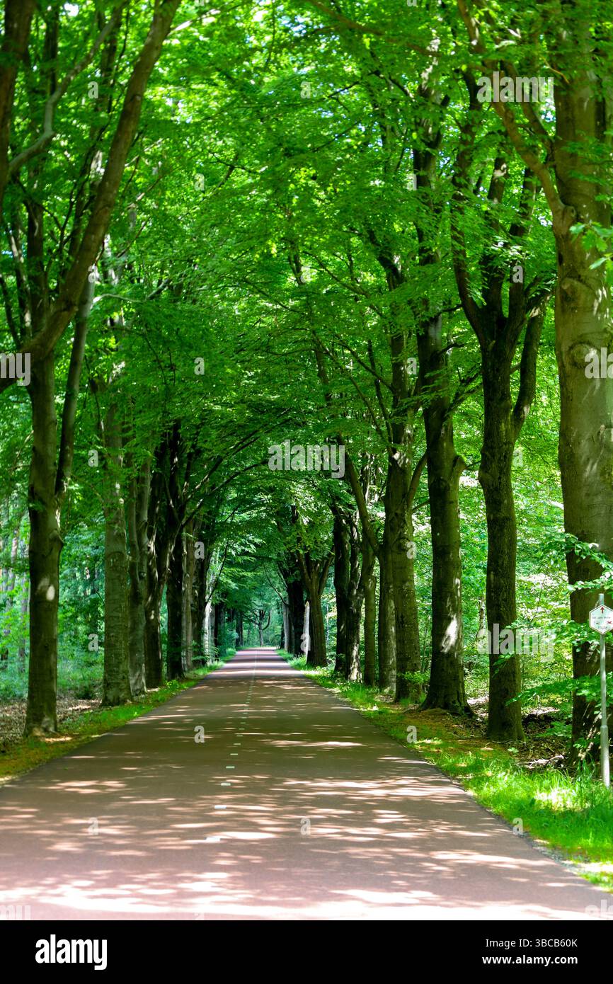 A bike path that runs through the forest Stock Photo - Alamy