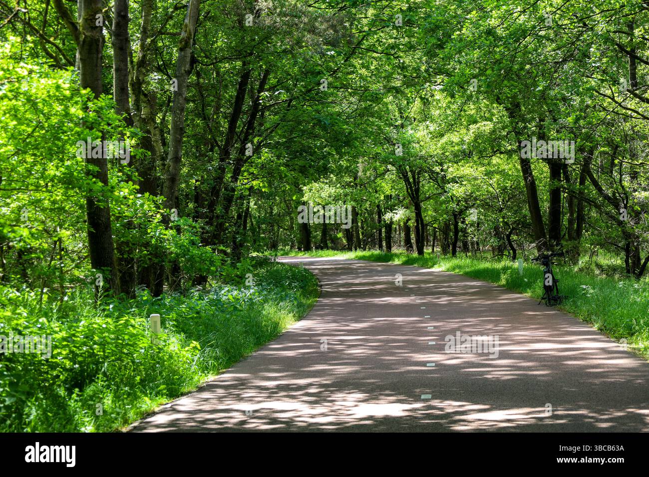 Road runs through forest hi-res stock photography and images - Alamy