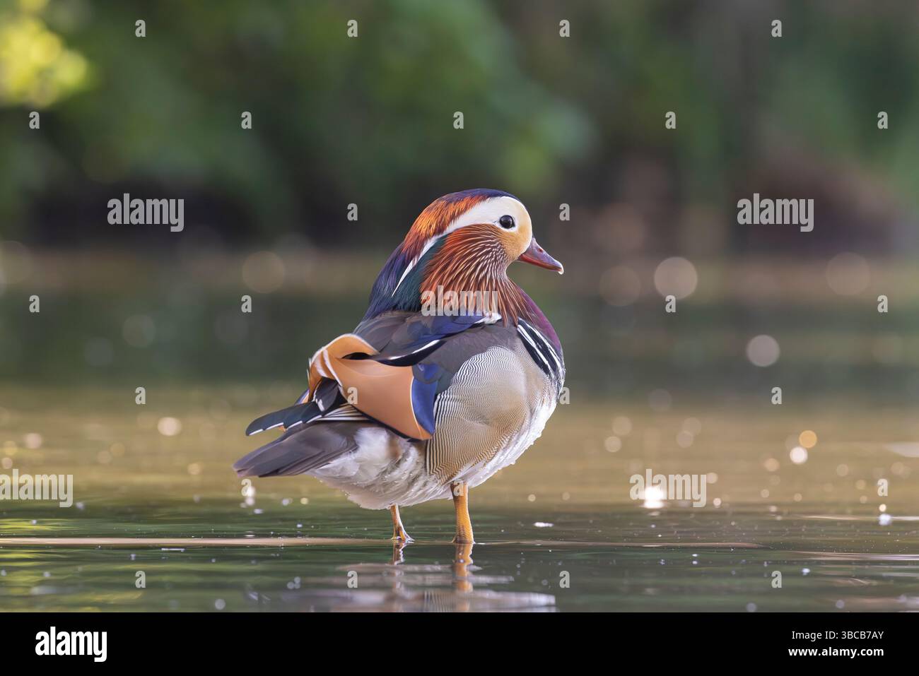 Rear to side view of a colourful mandarin duck standing in sunlit water ...