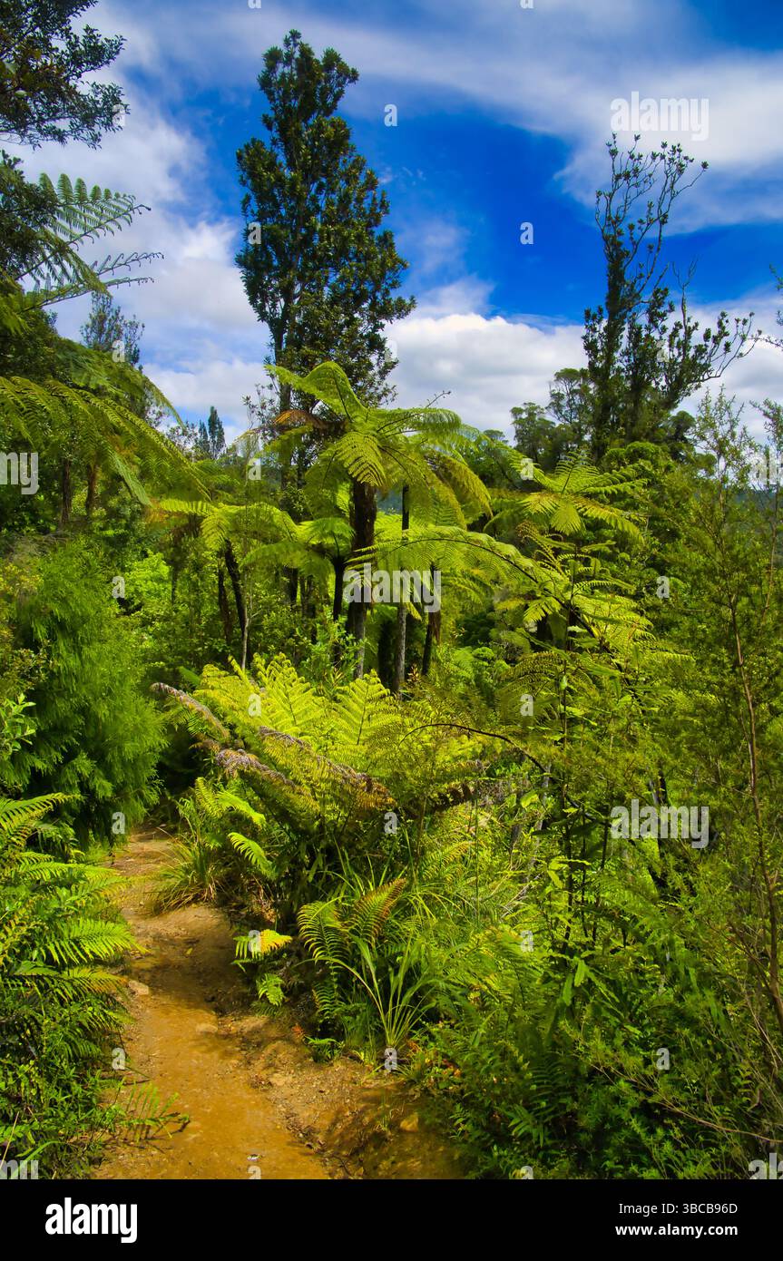 Footpath in the lush subtropical rainforest with tall tree ferns of the ...