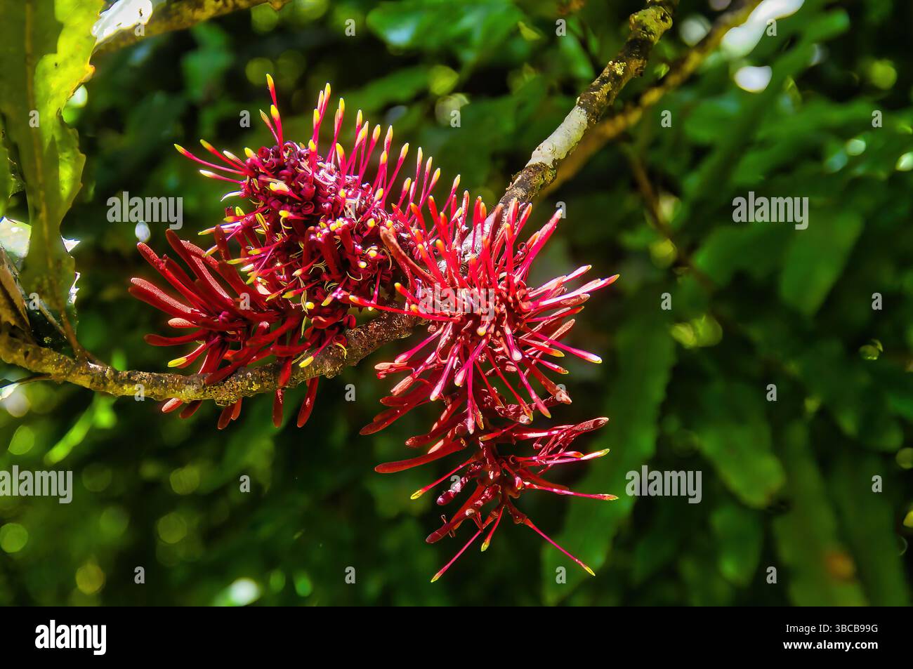 Flowers from the rewarewa tree, Knightia excelsa (New Zealand ...