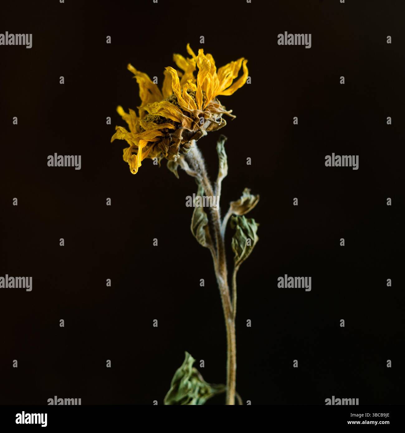 A dried sunflower stands elegantly with its withered petals and ...